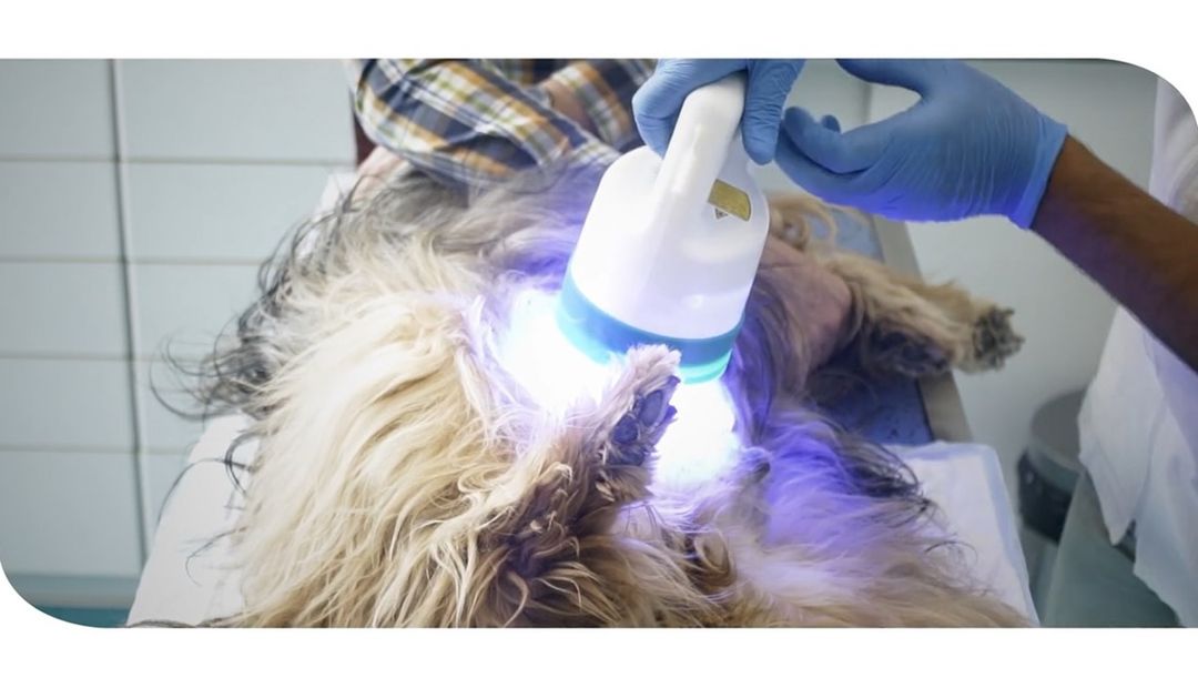 ELEARNING.VET - Continuous Learning For Veterinary Professionals